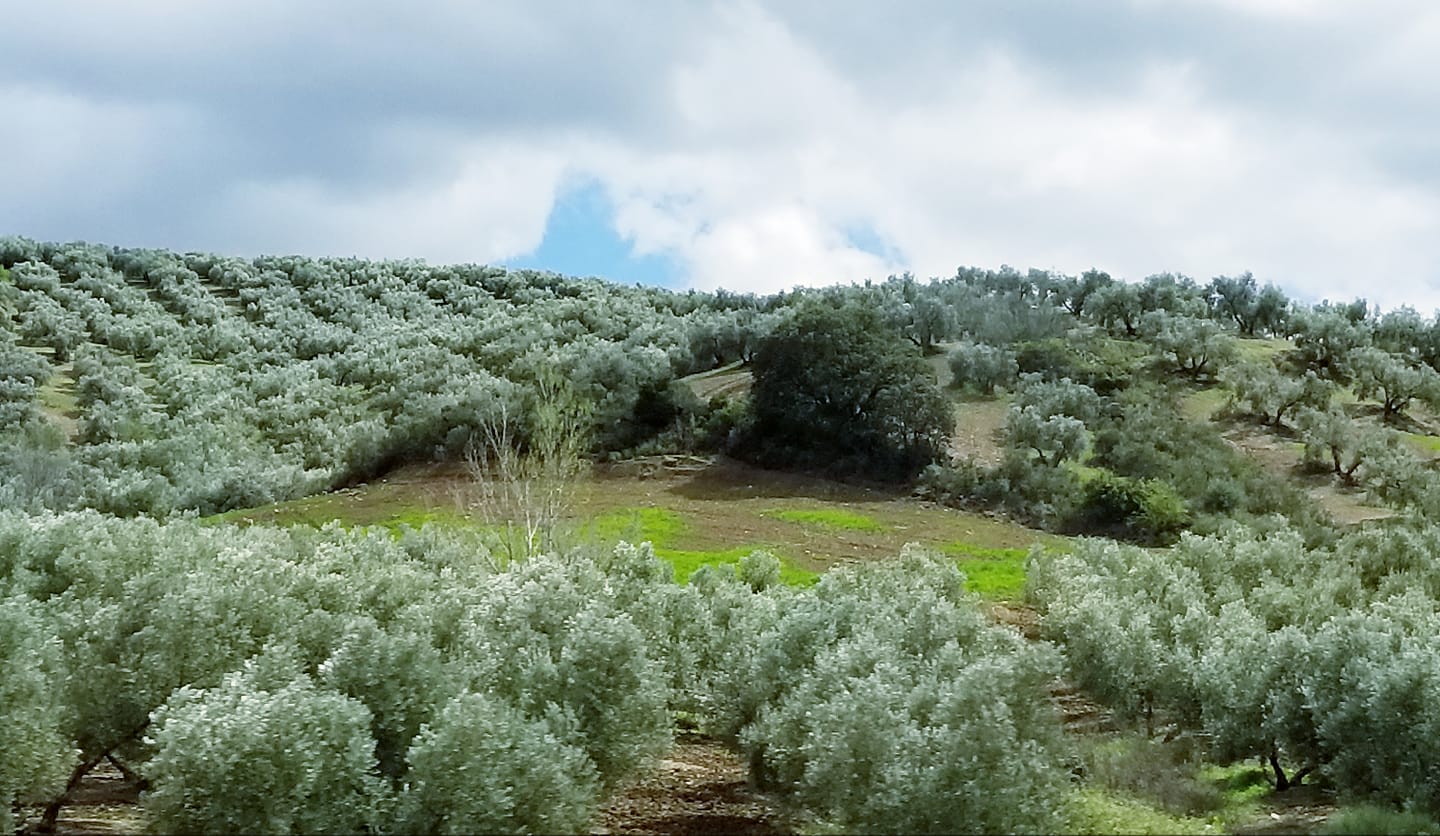 What builds character? An unexpected lesson from — olives – Lamp unto ...